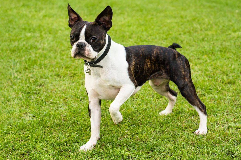 Meet the Boston Terrier! Meet the Boston Terrier!