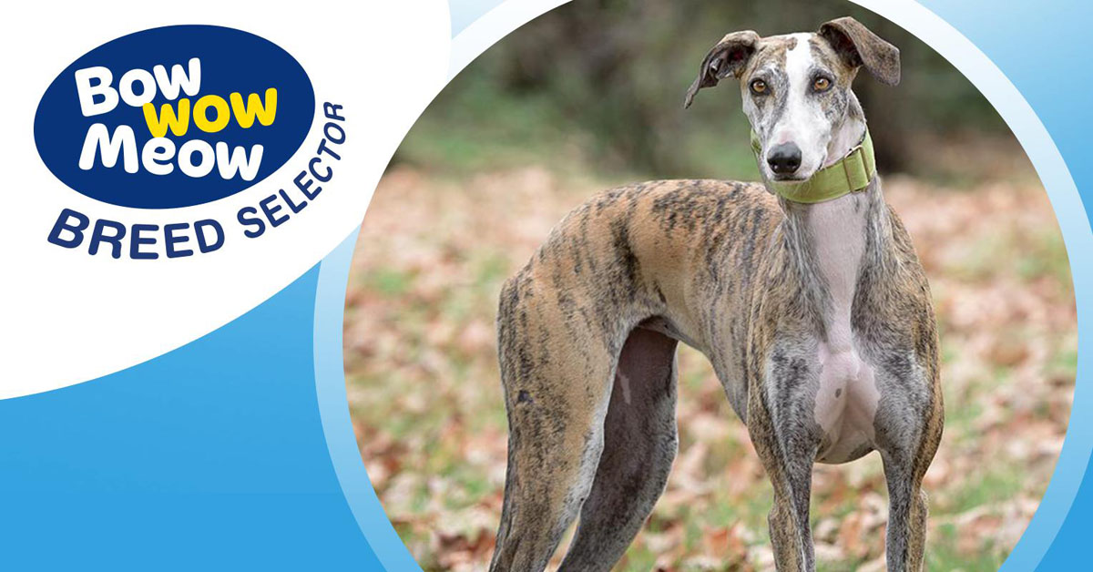 Meet the Greyhound!