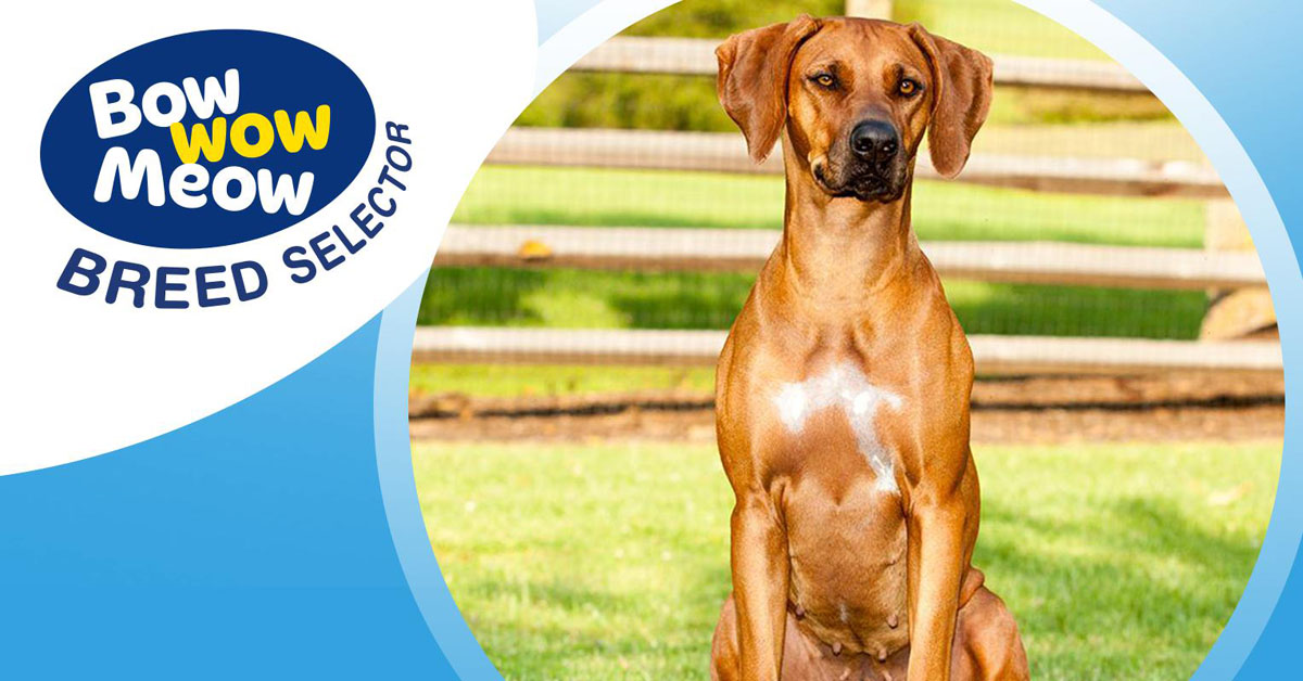 Meet the Rhodesian Ridgeback!