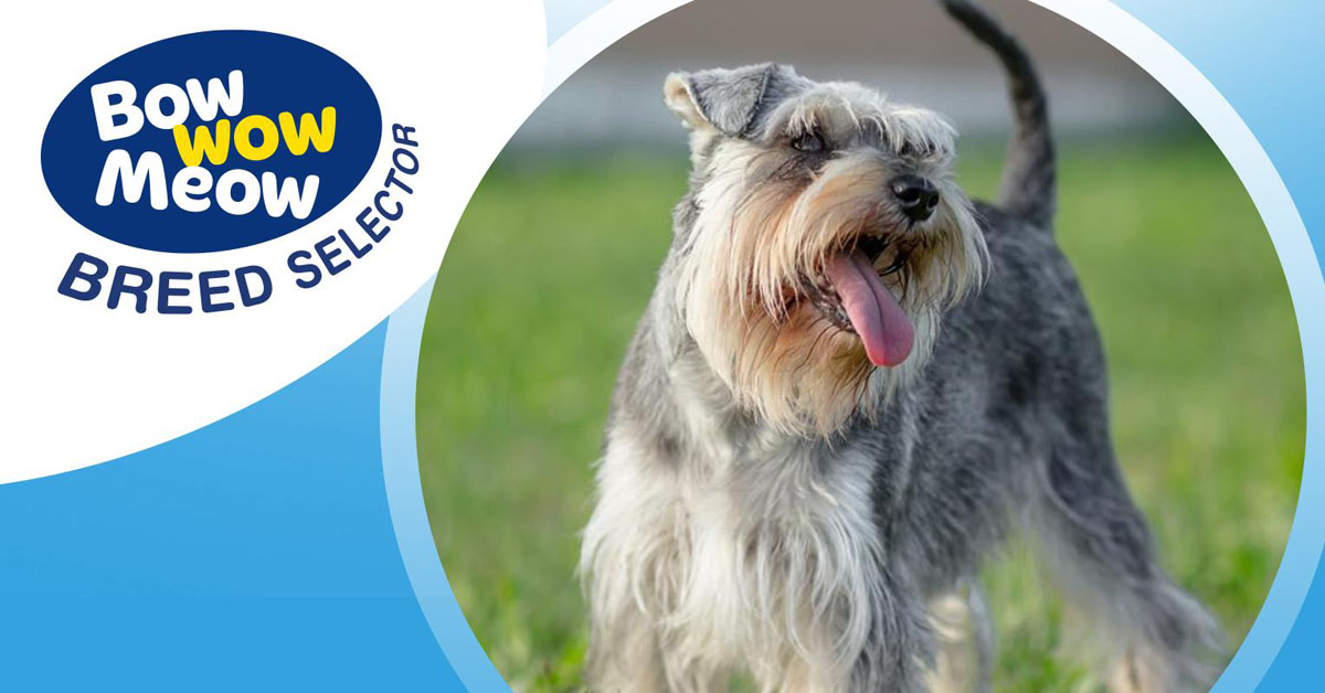 Meet the Schnauzer (Miniature)!