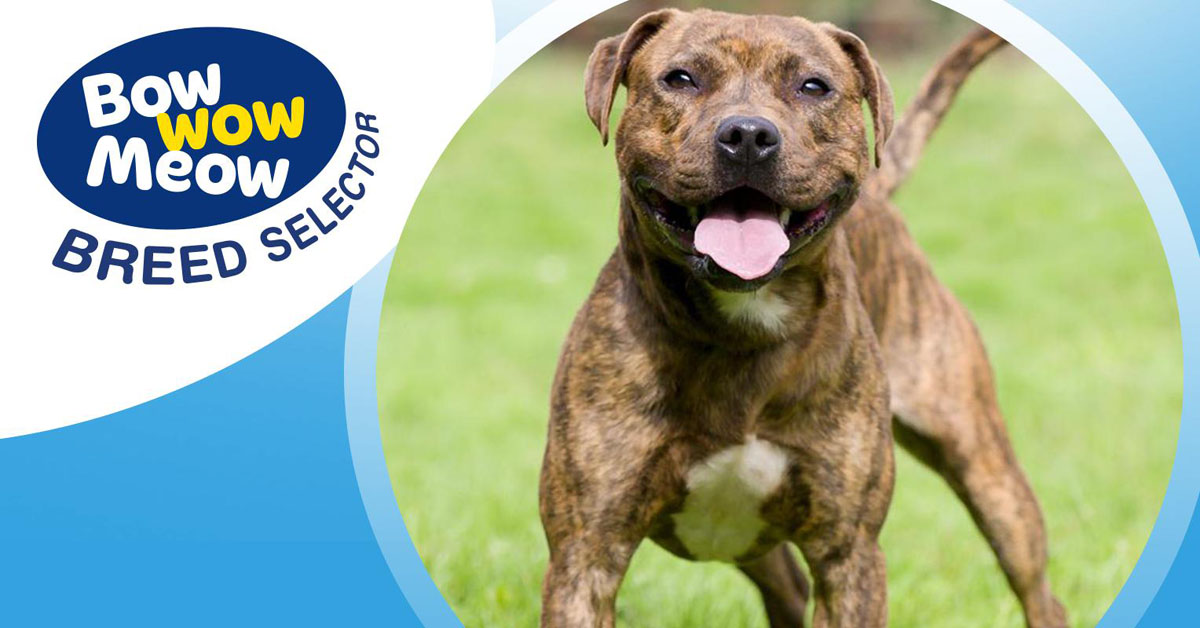 Meet the Staffordshire Bull Terrier!