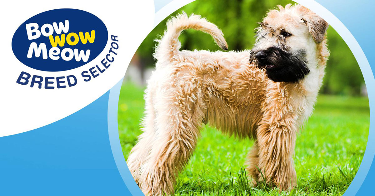 Meet the Wheaten Terrier!