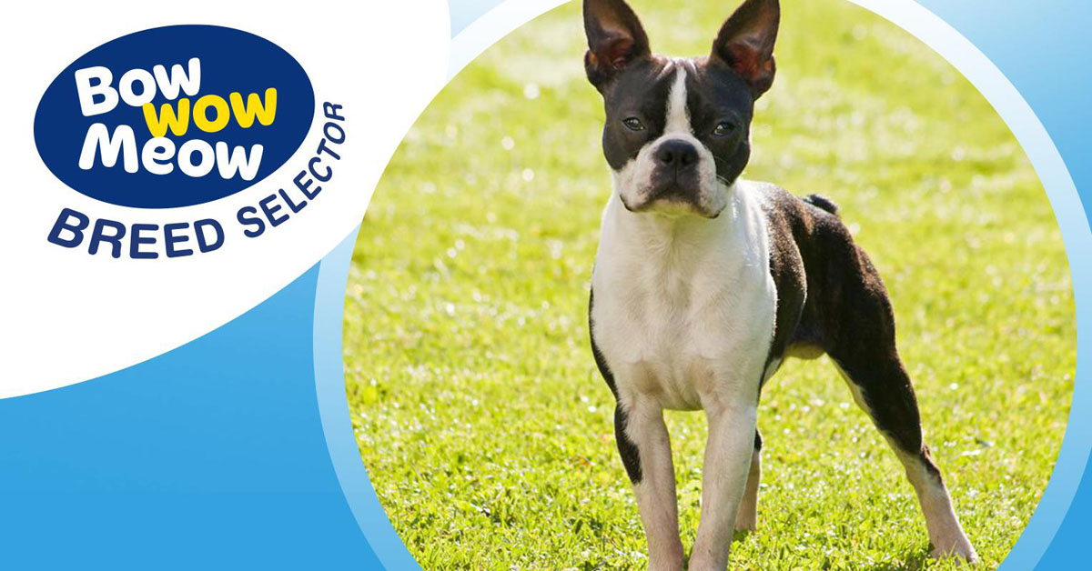 Meet the Boston Terrier!