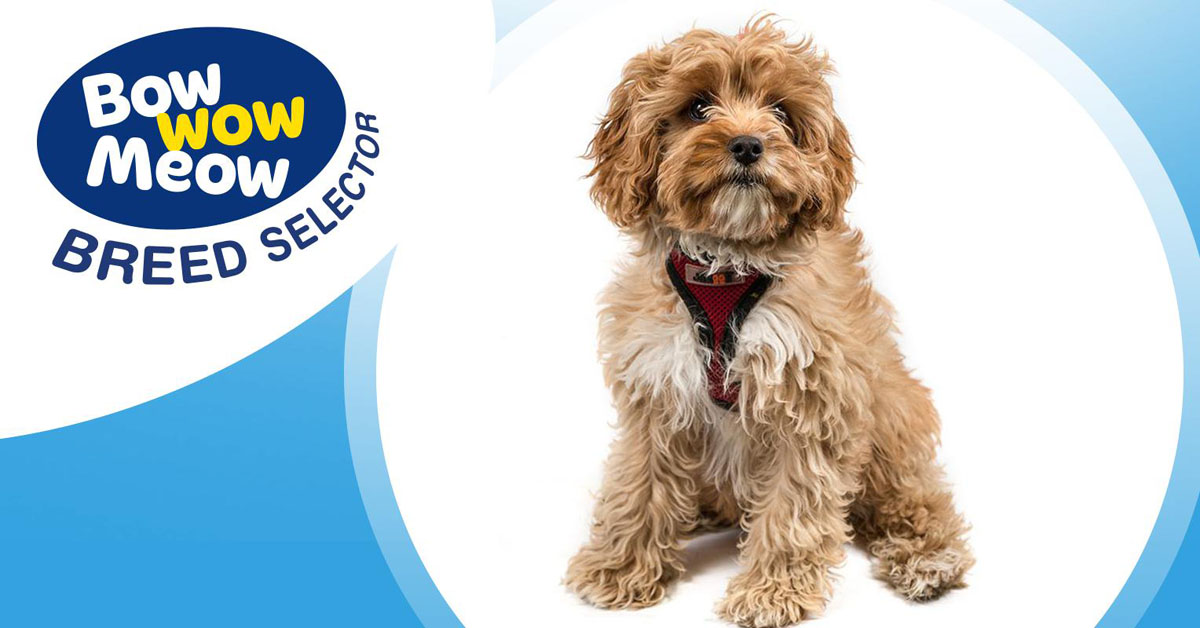 Meet the Cavoodle (Cavapoo)!