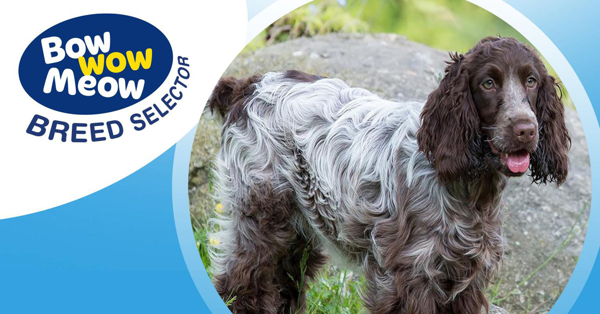 Meet the Cocker Spaniel!