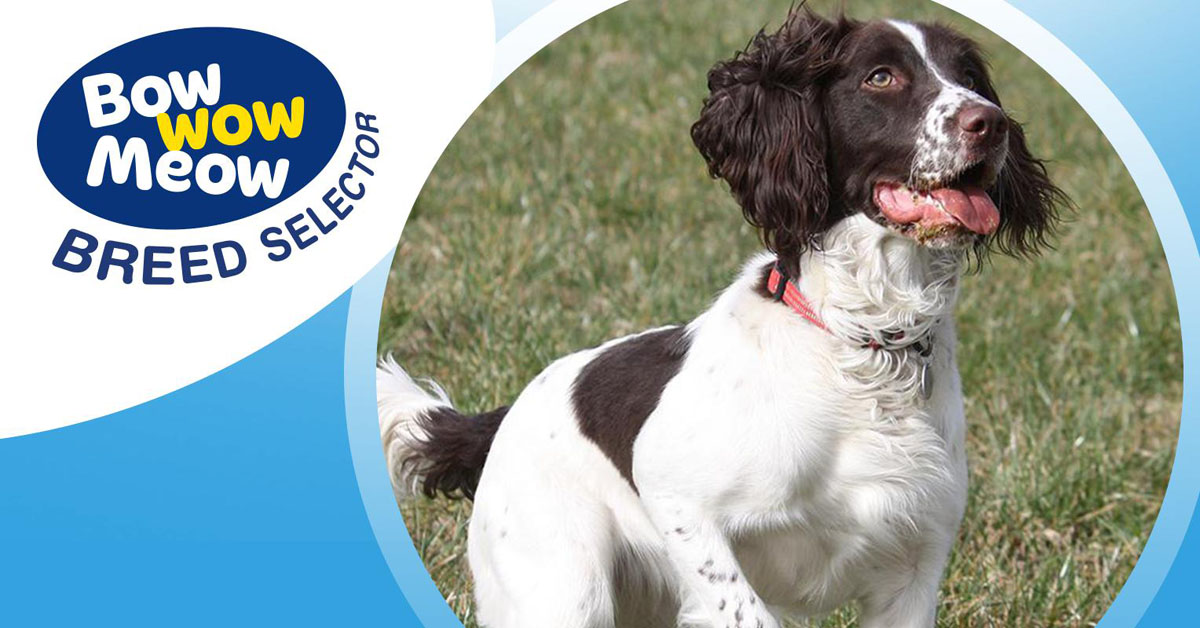Meet the English Springer Spaniel!