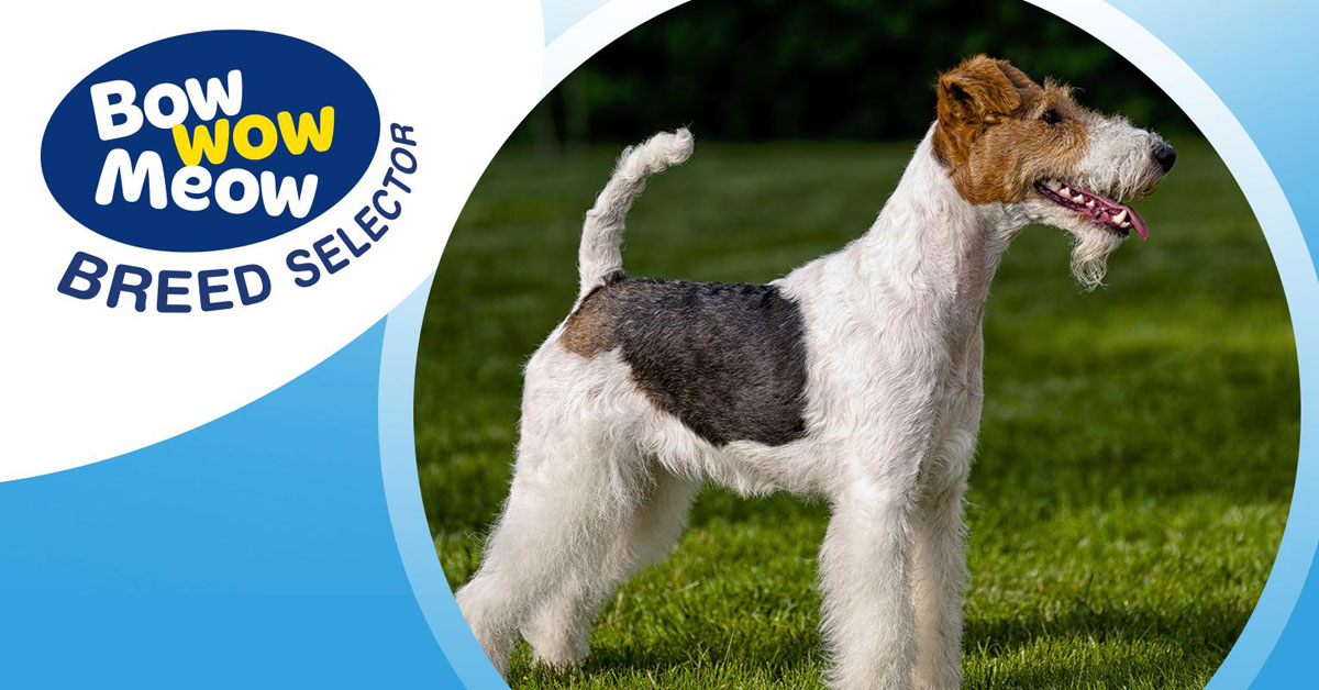 Meet the Fox Terrier!
