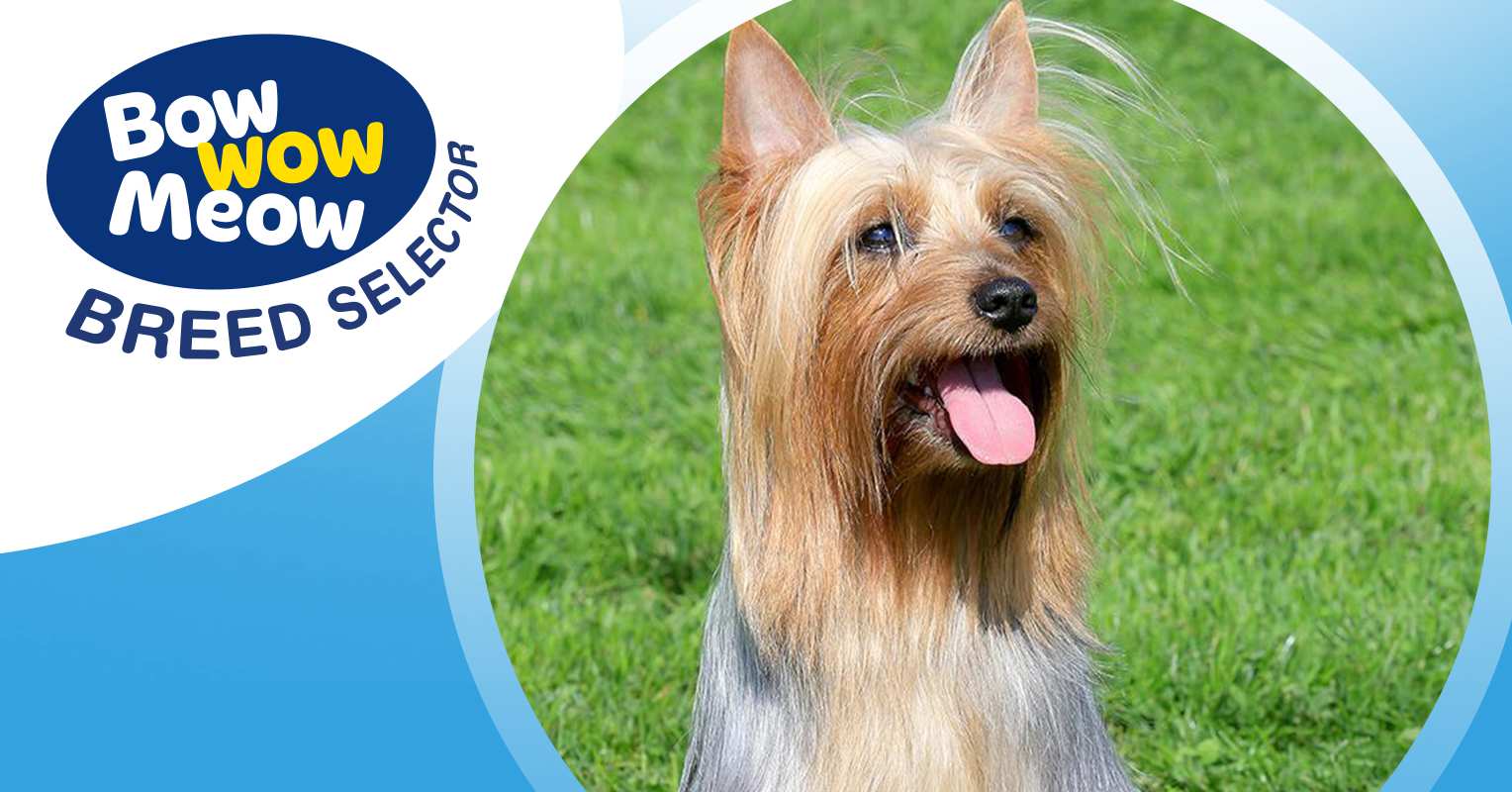 Meet the Australian Silky Terrier!