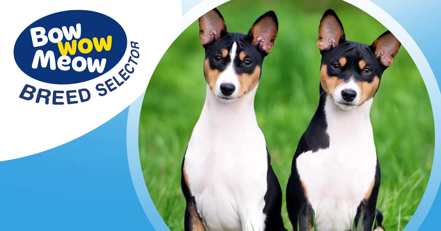 Basenji Tricolor Puppy