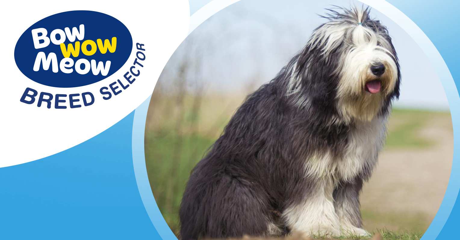 Bearded Collie Puppy Cut