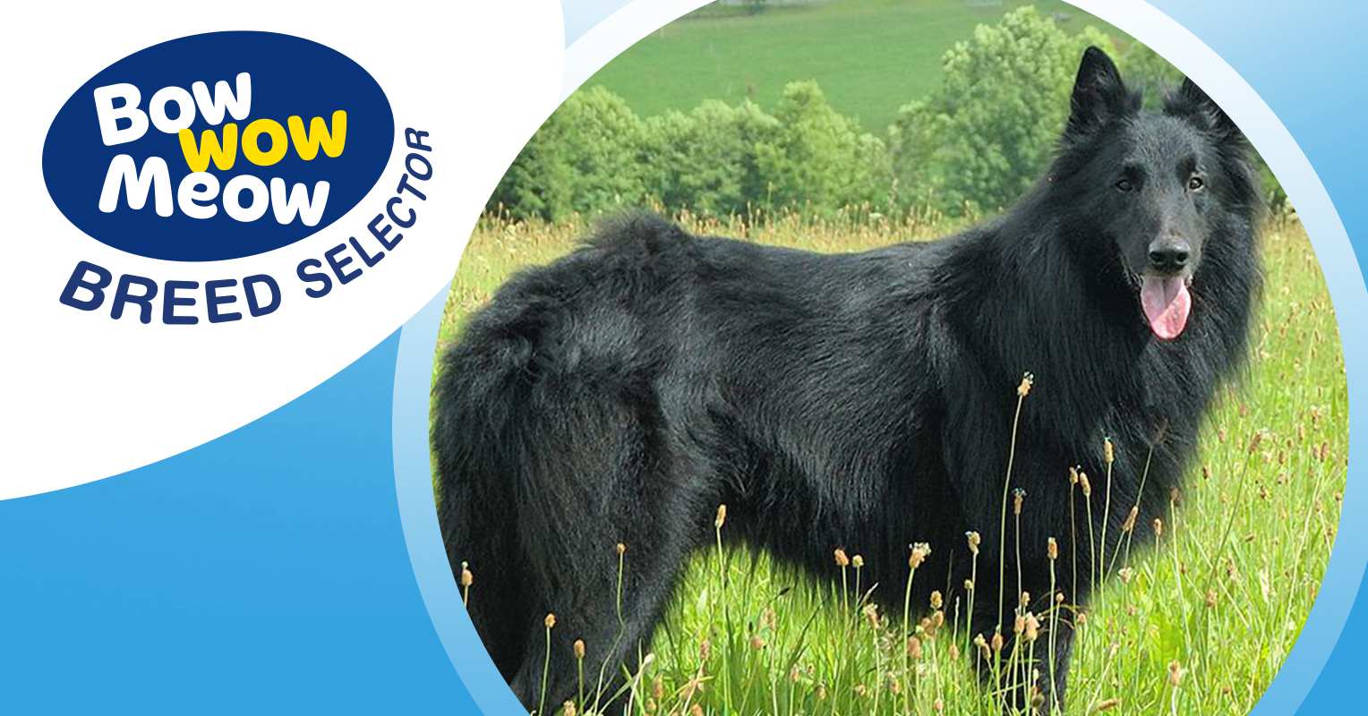Belgian Groenendael Life Expectancy
