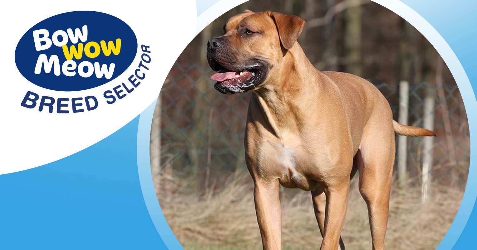Meet the Boerboel!