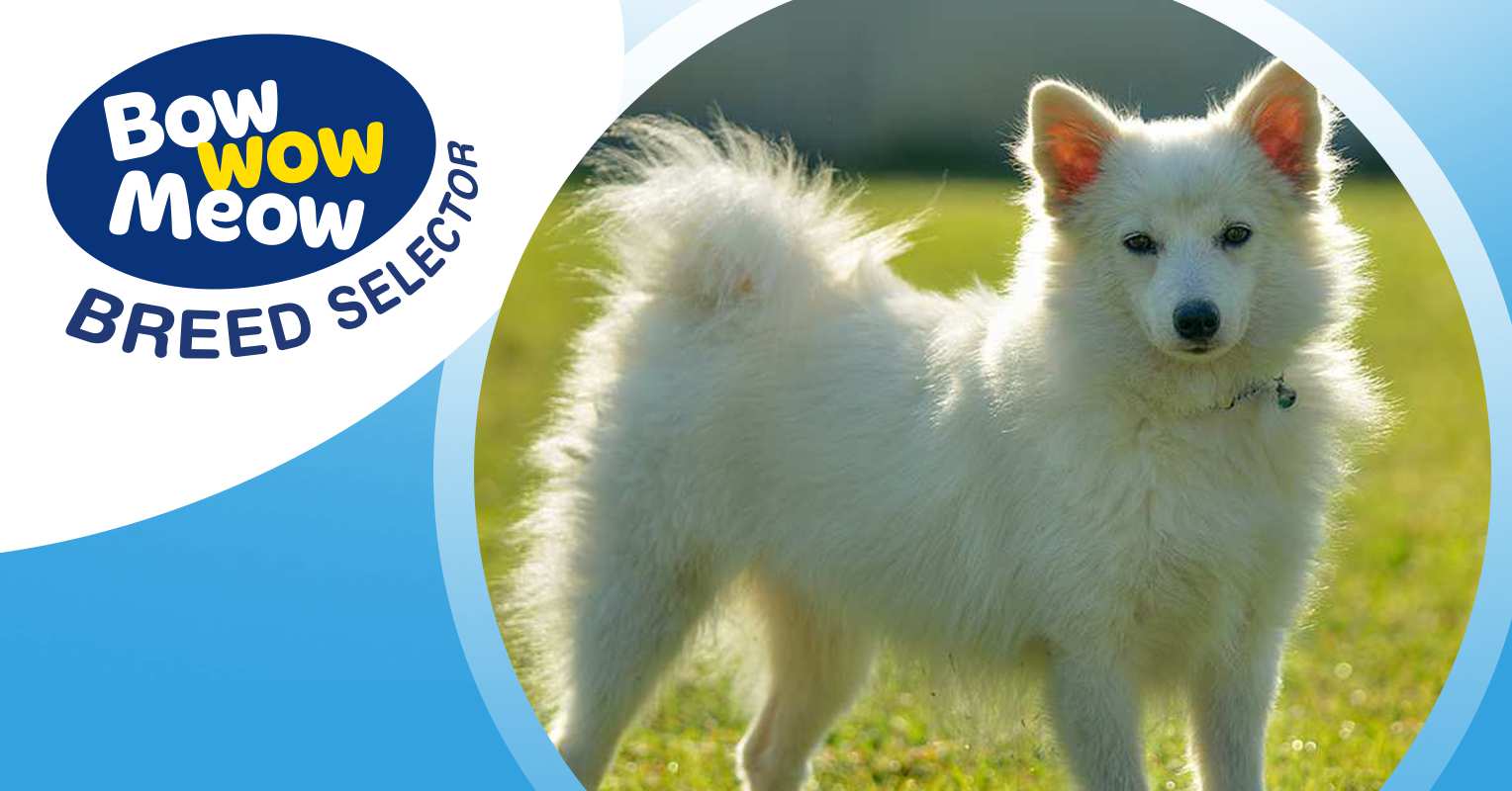 Meet the German Spitz (Mittel & Klein)!