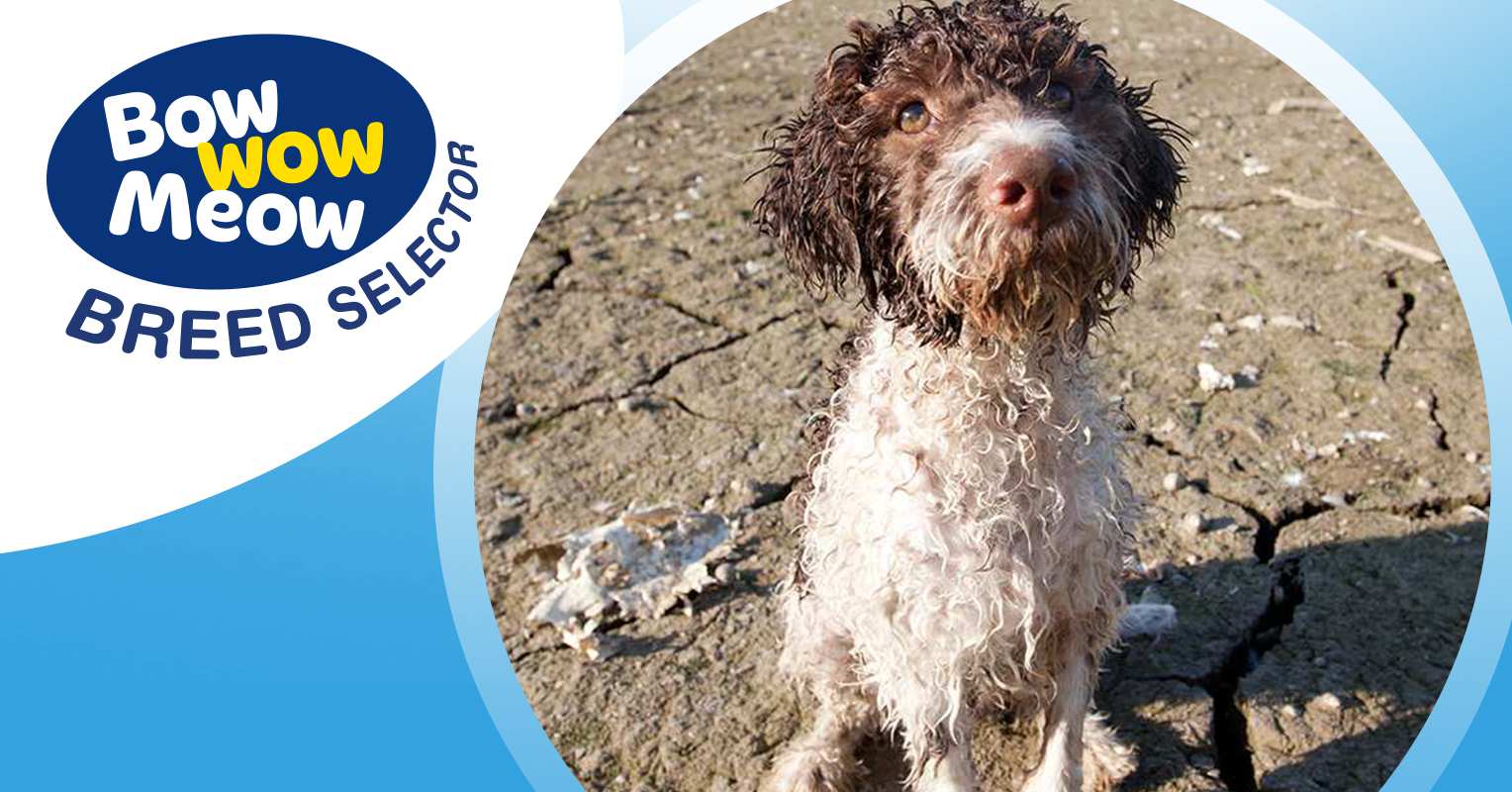 Meet the Lagotto Romagnolo!