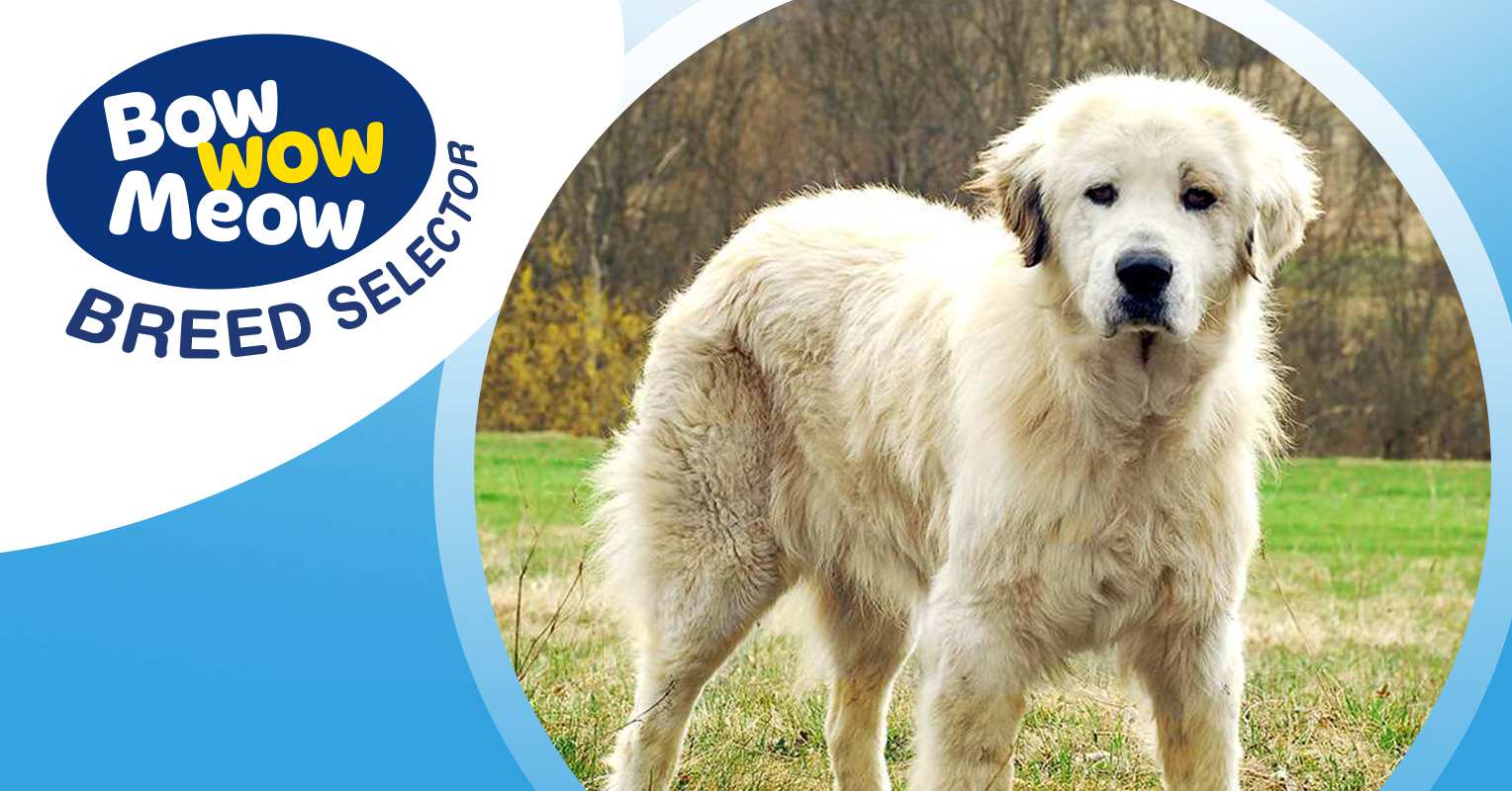 Meet the Maremma Sheepdog (Abruzzenhund)!