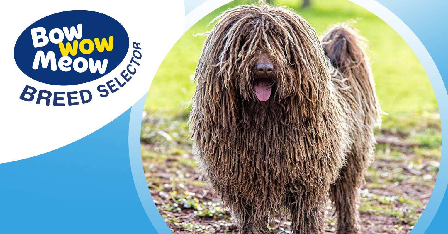 Meet the Puli!
