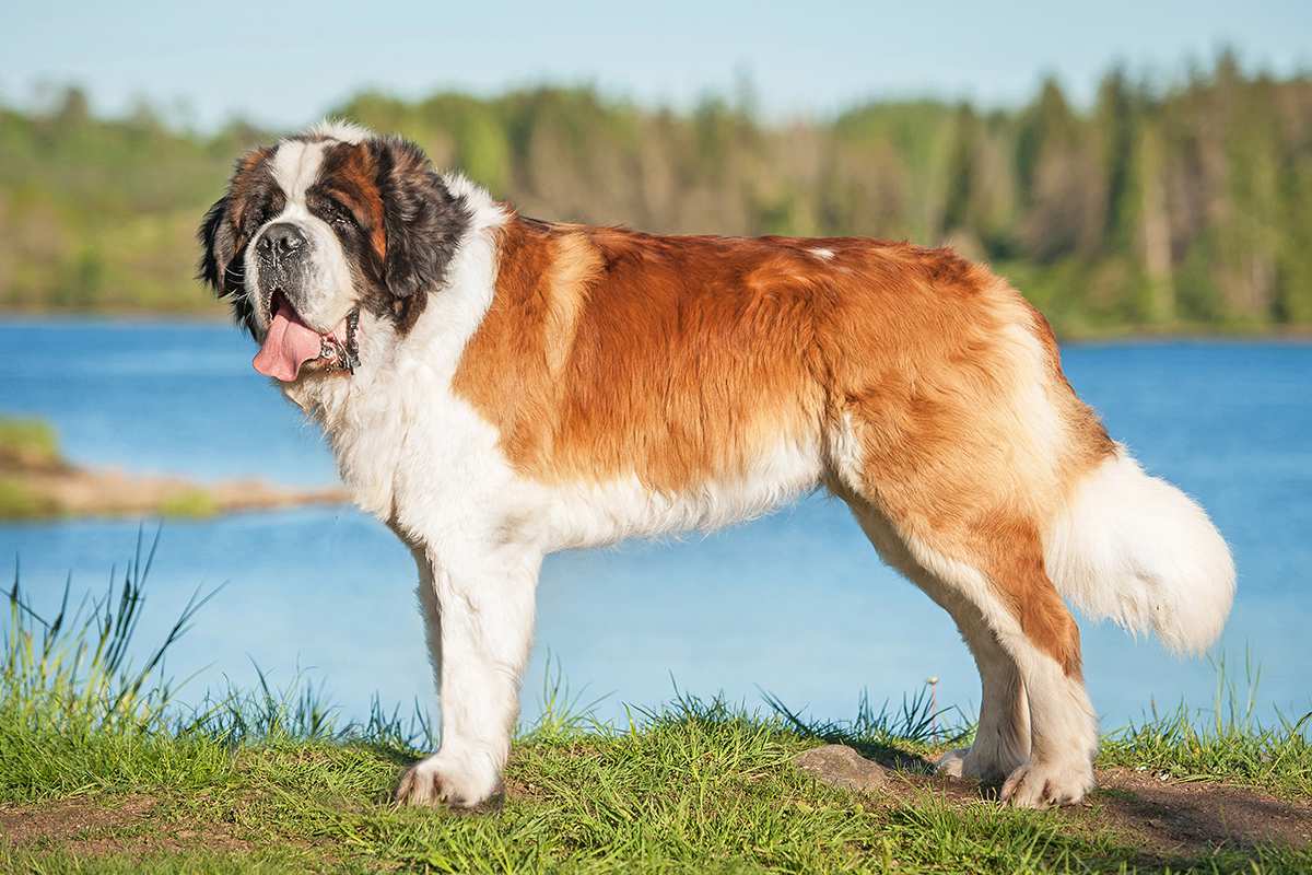 Meet the St. Bernard! Meet the St. Bernard!