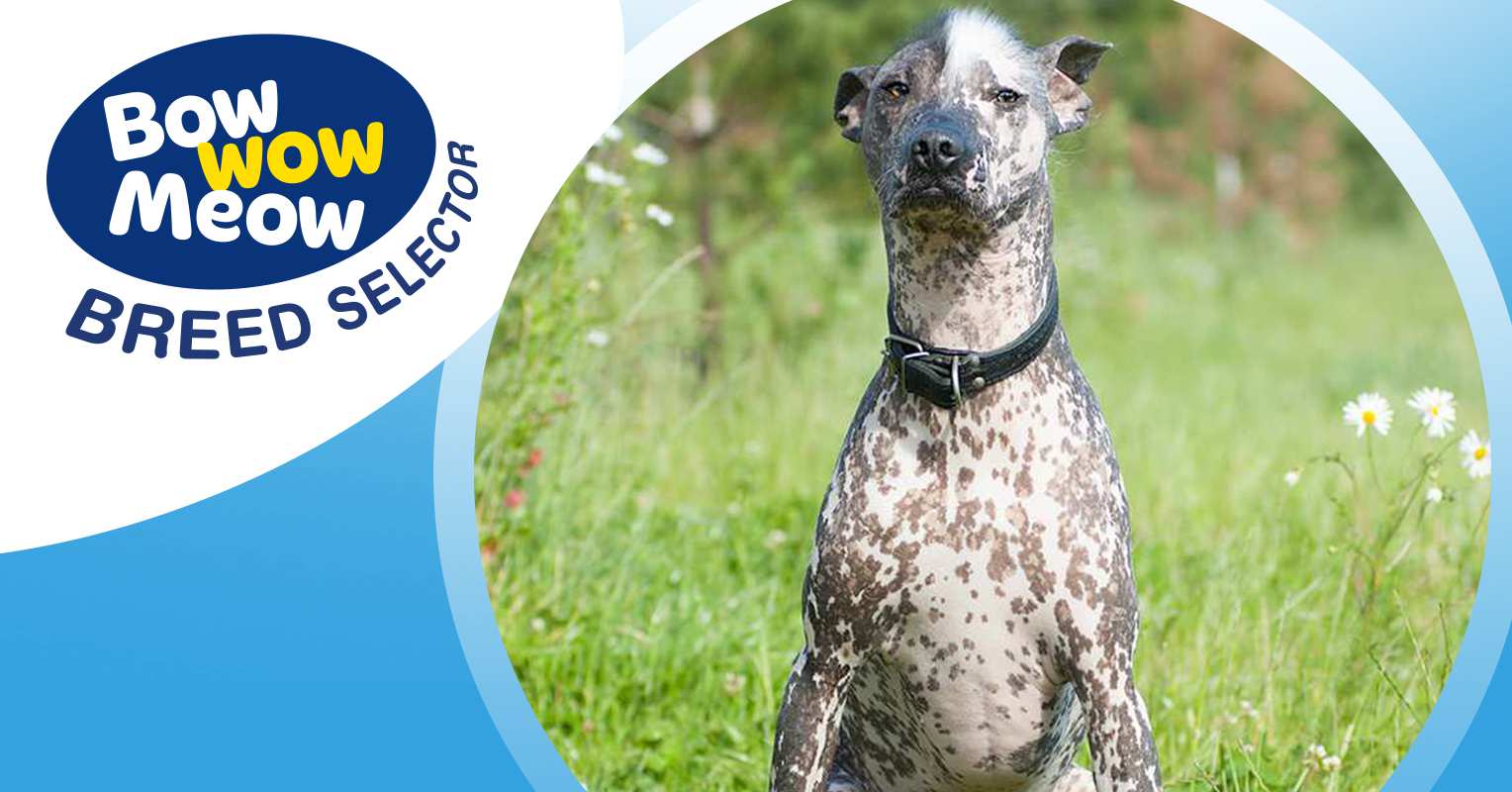 Meet the Xoloitzcuintli!