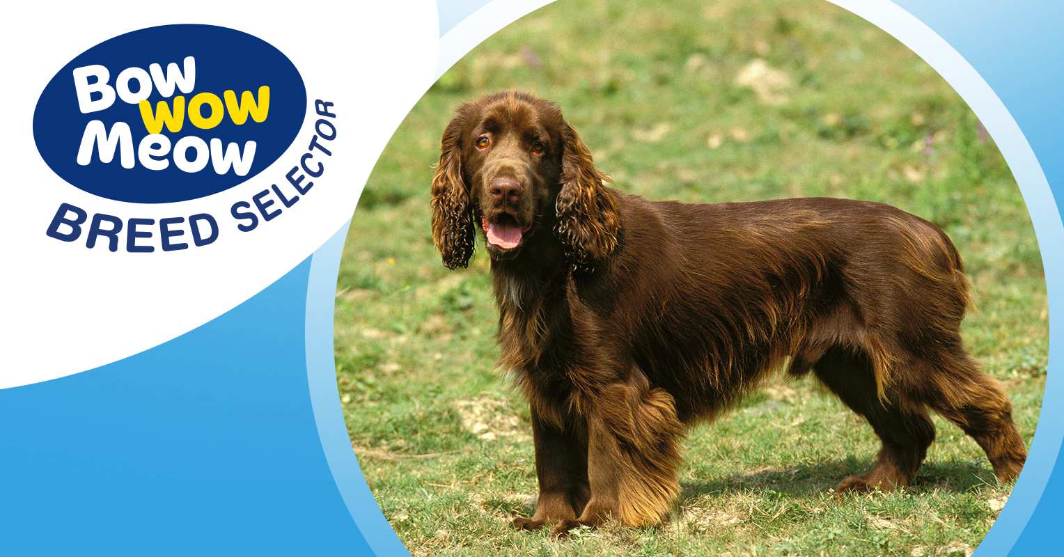 Meet the Field Spaniel!